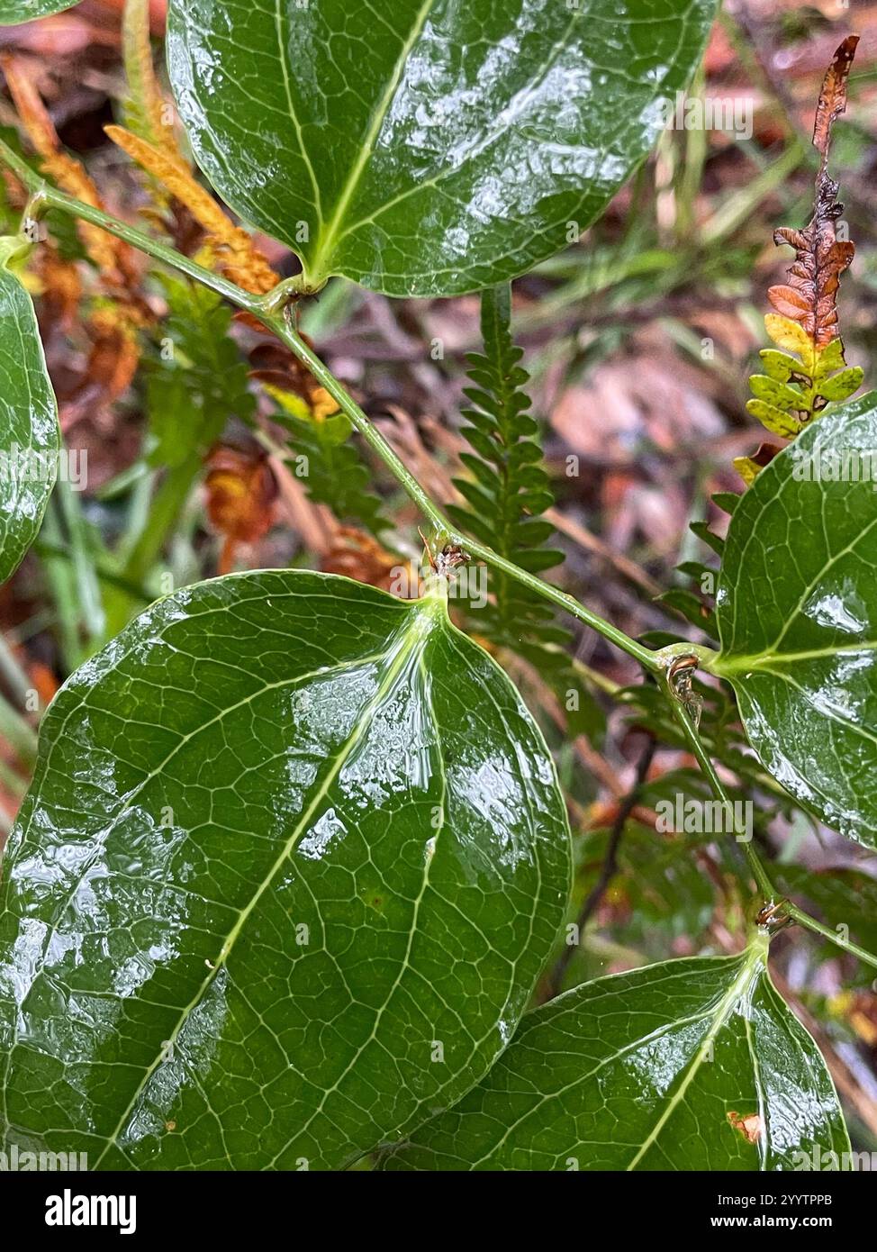 Austral Sarsaparilla (Smilax australis Stock Photo - Alamy