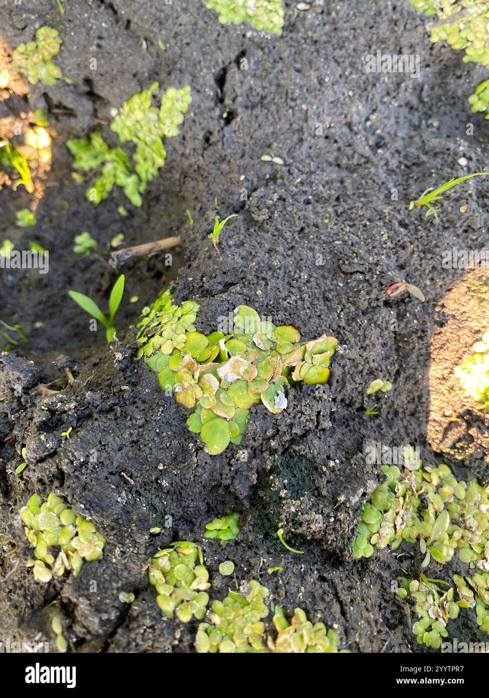 greater duckweed (Spirodela polyrhiza Stock Photo - Alamy