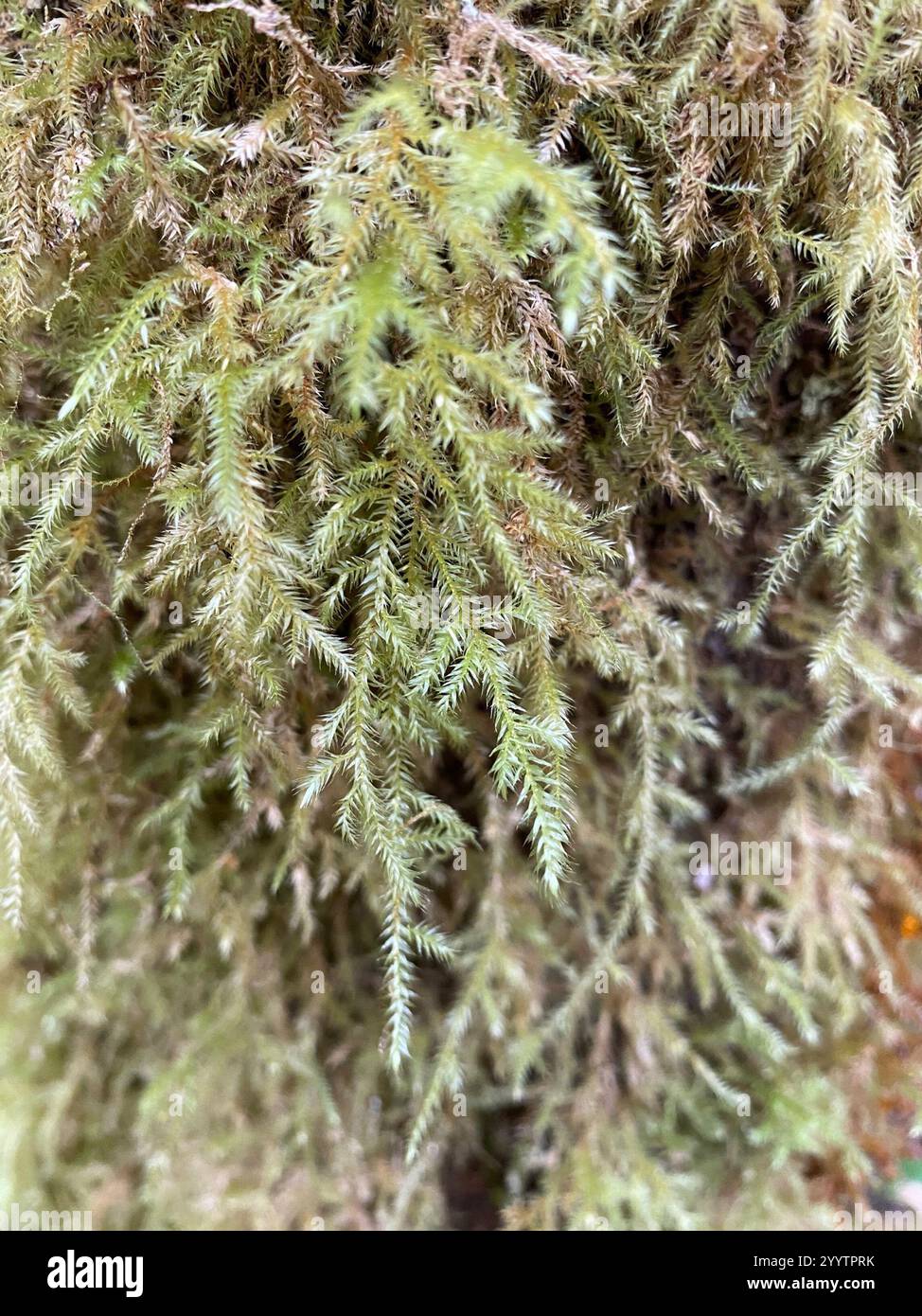 Cat's Tail Moss (Pseudisothecium stoloniferum Stock Photo - Alamy