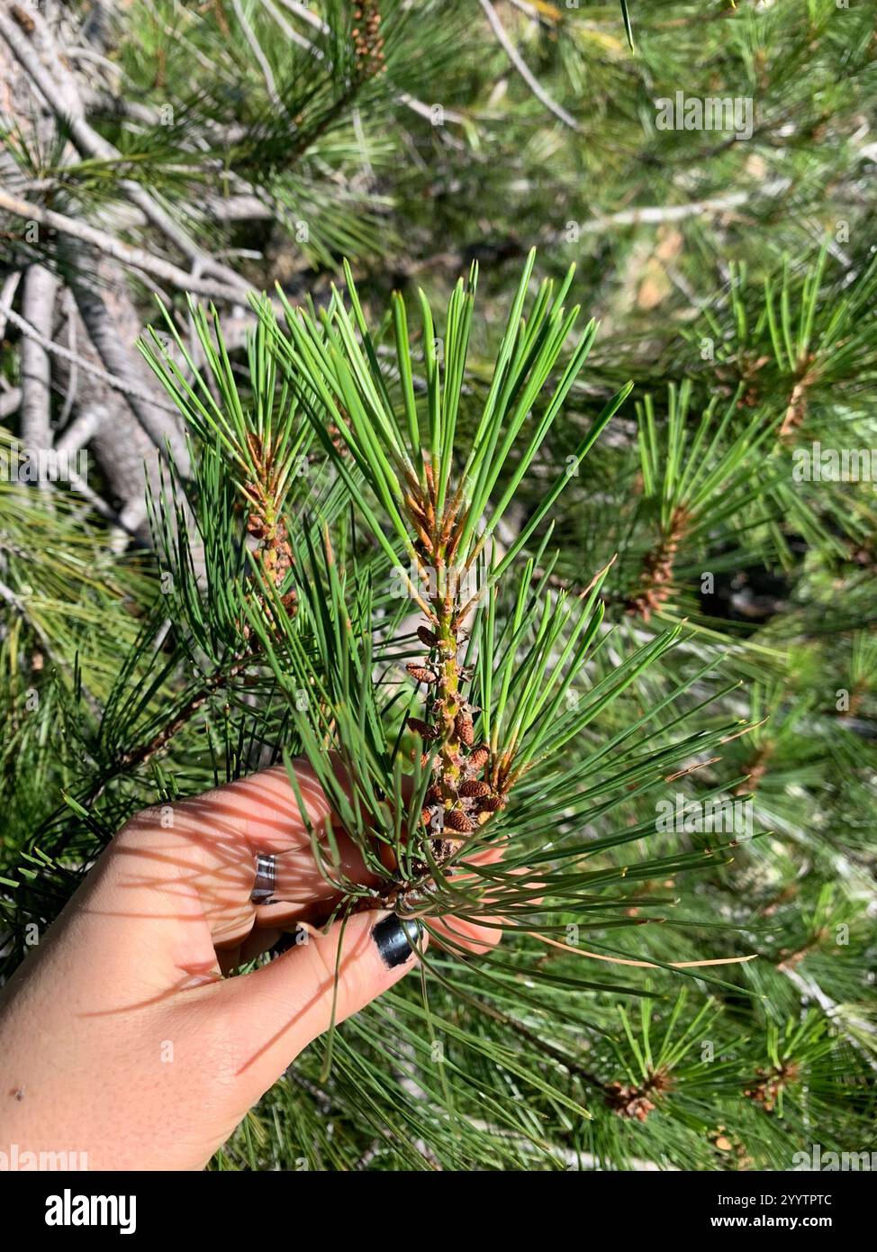 knobcone pine (Pinus attenuata Stock Photo - Alamy
