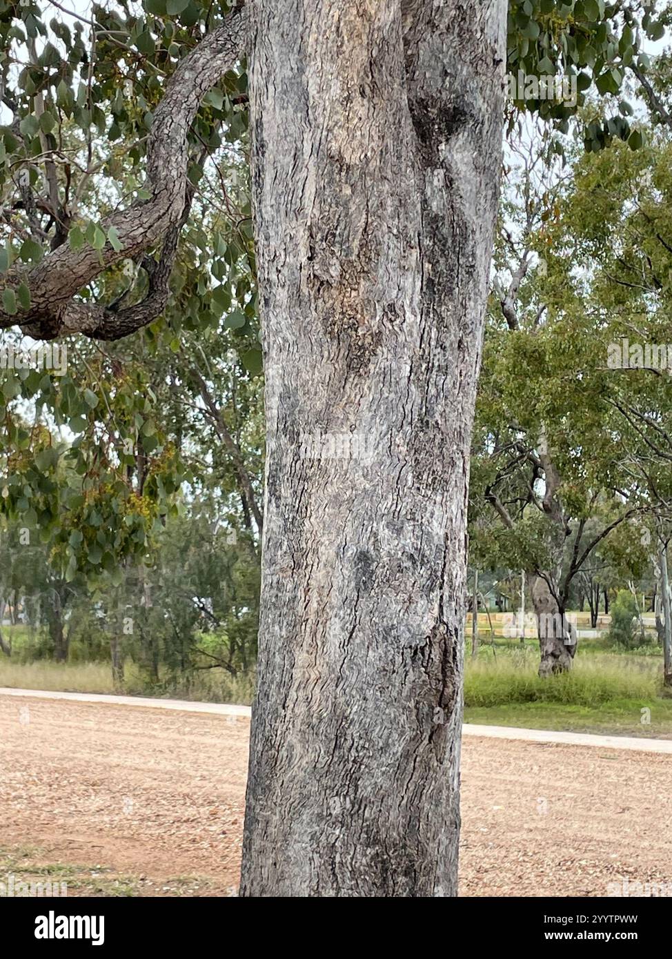 Poplar Box (Eucalyptus populnea Stock Photo - Alamy