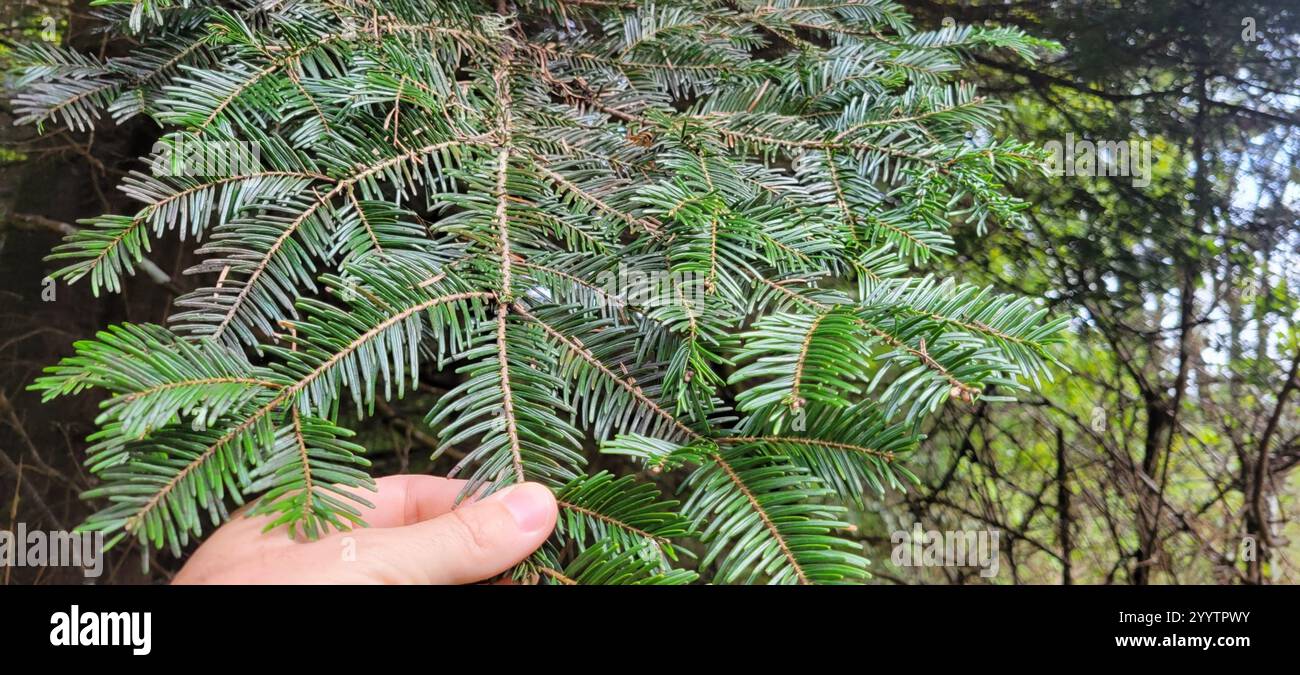grand fir (Abies grandis Stock Photo - Alamy