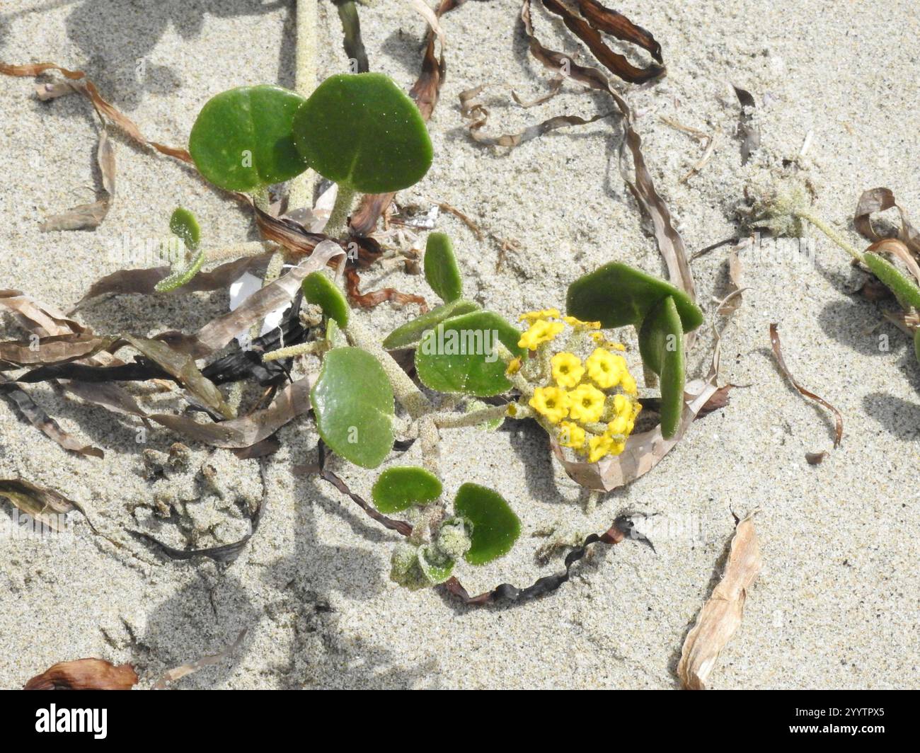 Yellow Sand Verbena (Abronia latifolia Stock Photo - Alamy