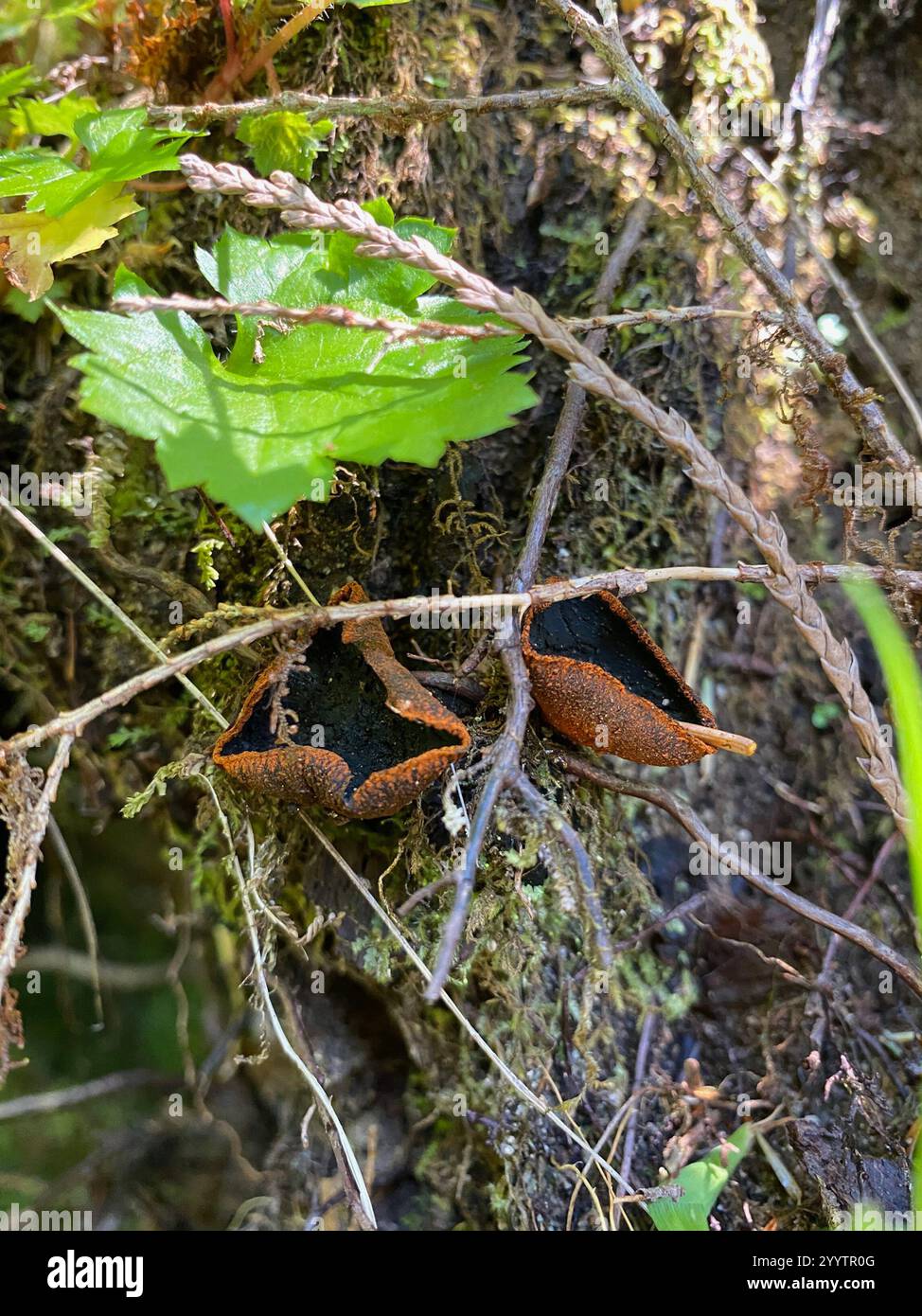 corona cup (Plectania melastoma Stock Photo - Alamy