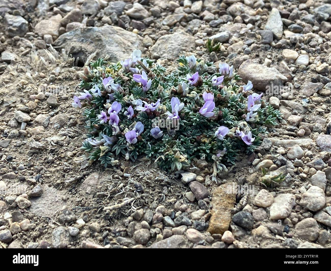 Spiny Milkvetch (Astragalus kentrophyta Stock Photo - Alamy