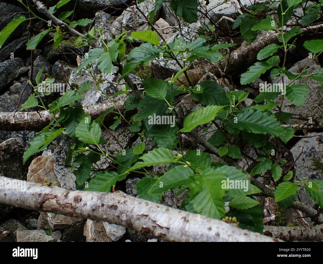 Green alder alnus alnobetula hi-res stock photography and images - Alamy