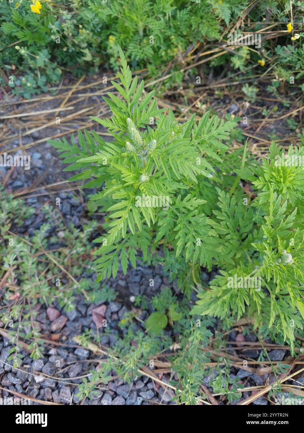 common ragweed (Ambrosia artemisiifolia Stock Photo - Alamy