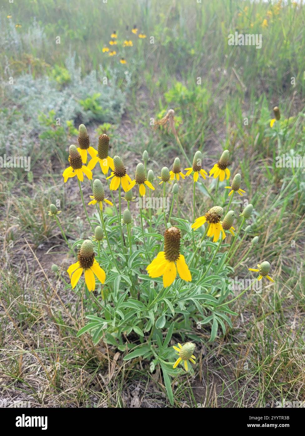 upright prairie coneflower (Ratibida columnifera Stock Photo - Alamy