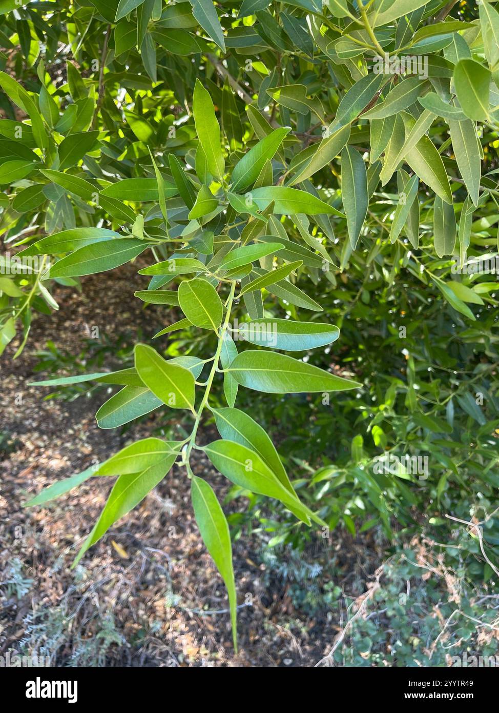 California bay (Umbellularia californica Stock Photo - Alamy