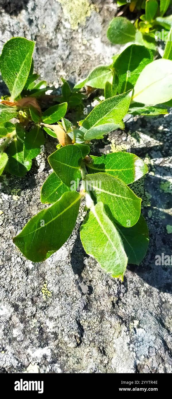 arctic willow (Salix arctica Stock Photo - Alamy