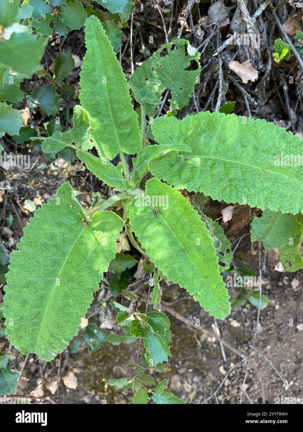 Hummingbird Sage (Salvia spathacea Stock Photo - Alamy