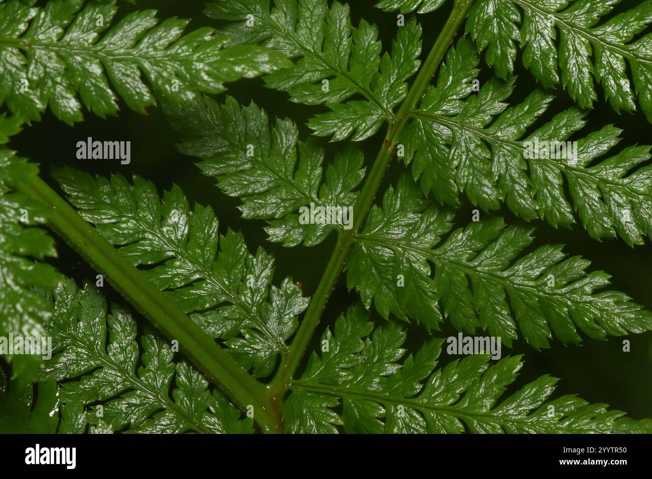 spreading wood fern (Dryopteris expansa Stock Photo - Alamy