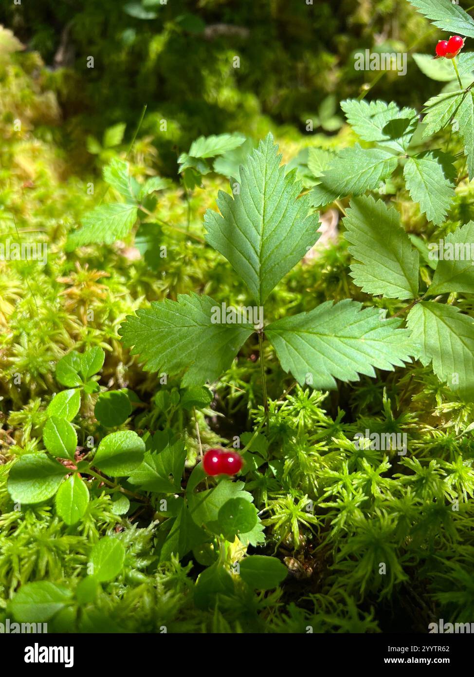 dwarf raspberry (Rubus pubescens Stock Photo - Alamy