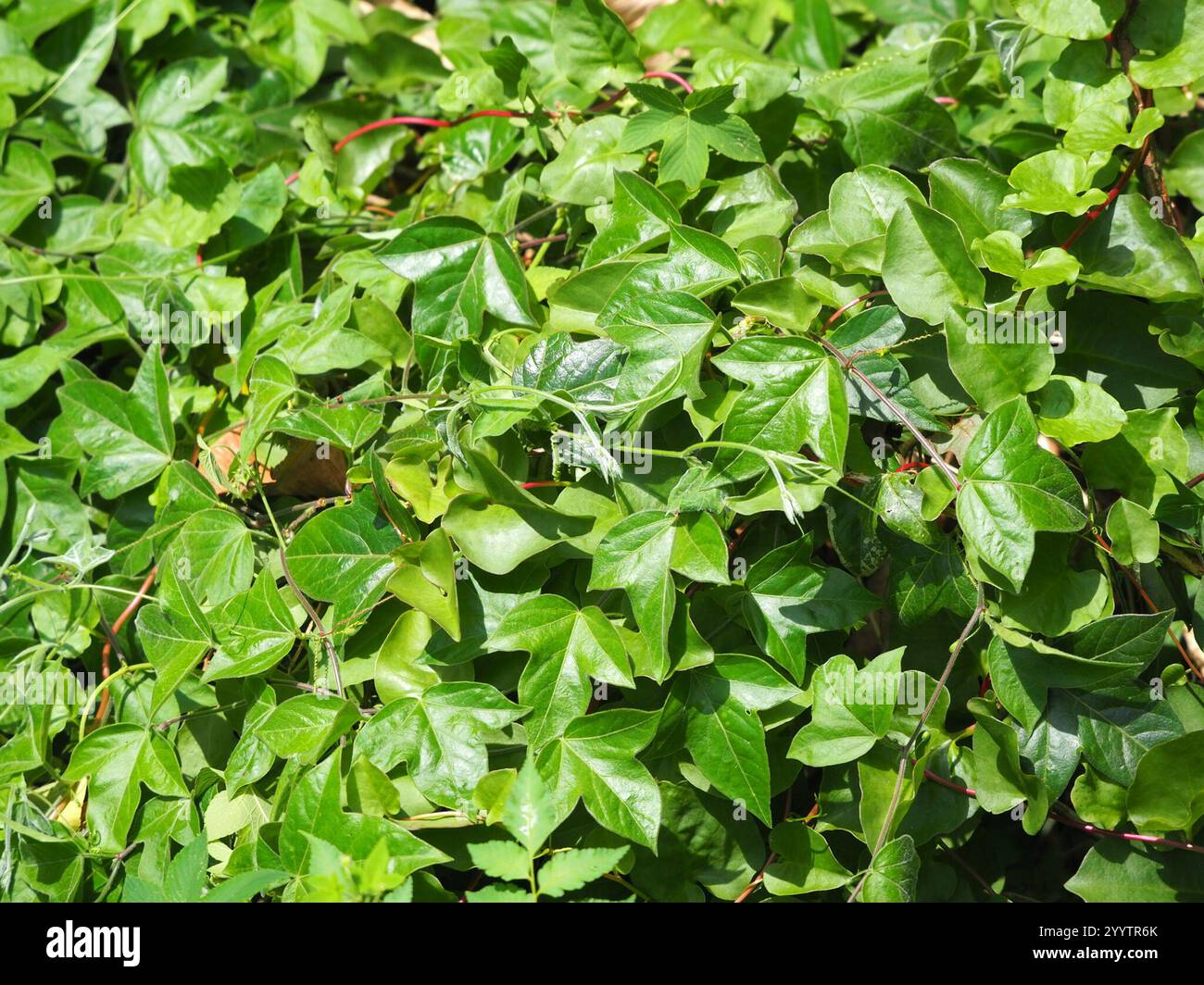 corkystem passionflower (Passiflora suberosa Stock Photo - Alamy