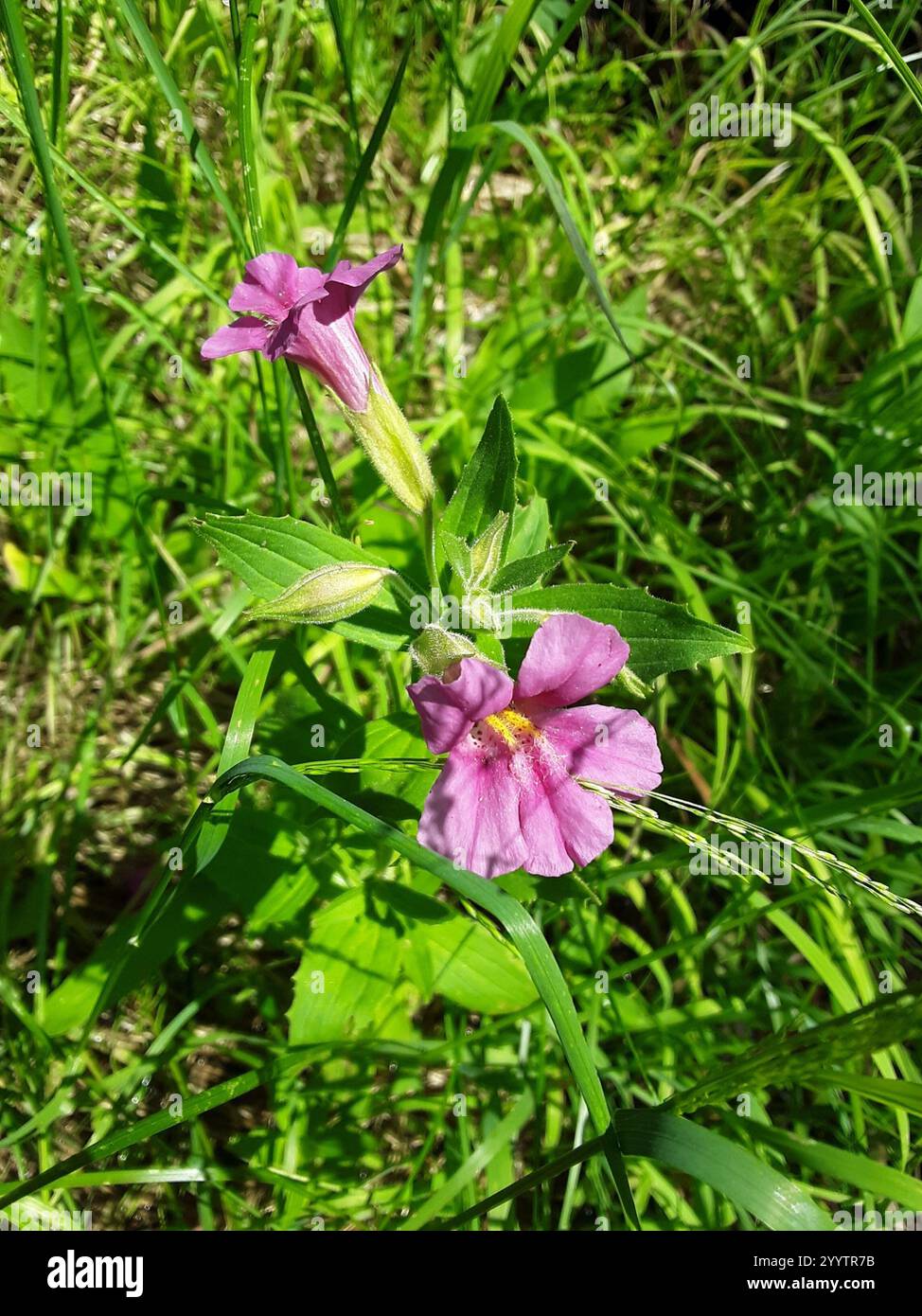 Lewis' monkeyflower (Erythranthe lewisii Stock Photo - Alamy
