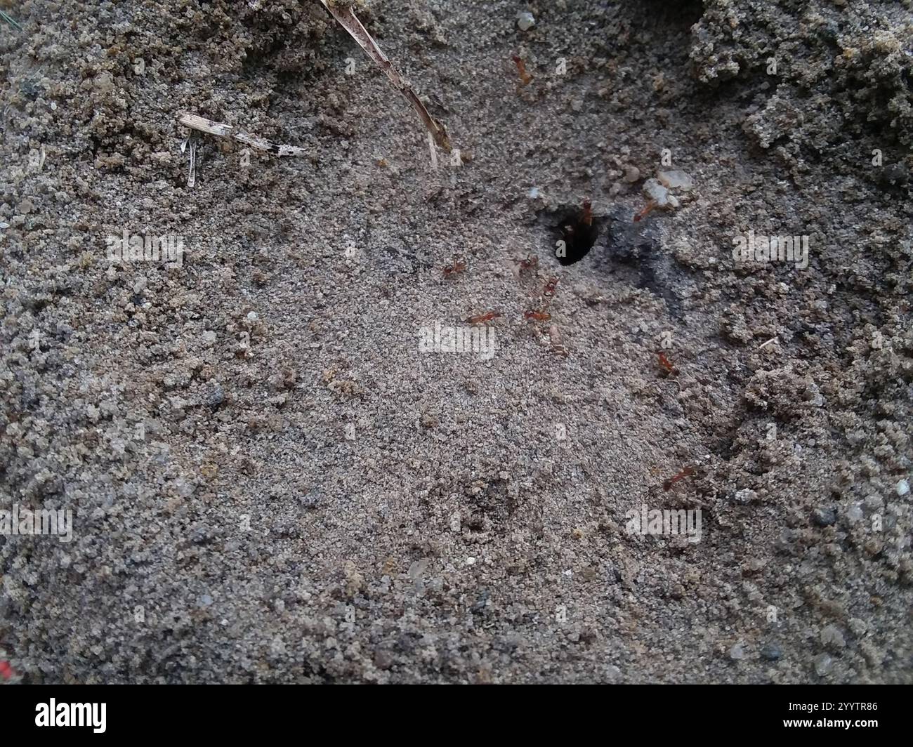 Buren's Pyramid Ant (Dorymyrmex bureni Stock Photo - Alamy