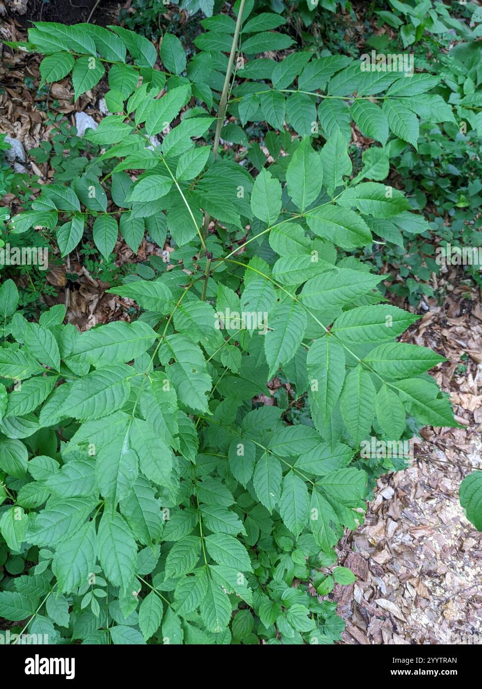 European ash (Fraxinus excelsior Stock Photo - Alamy