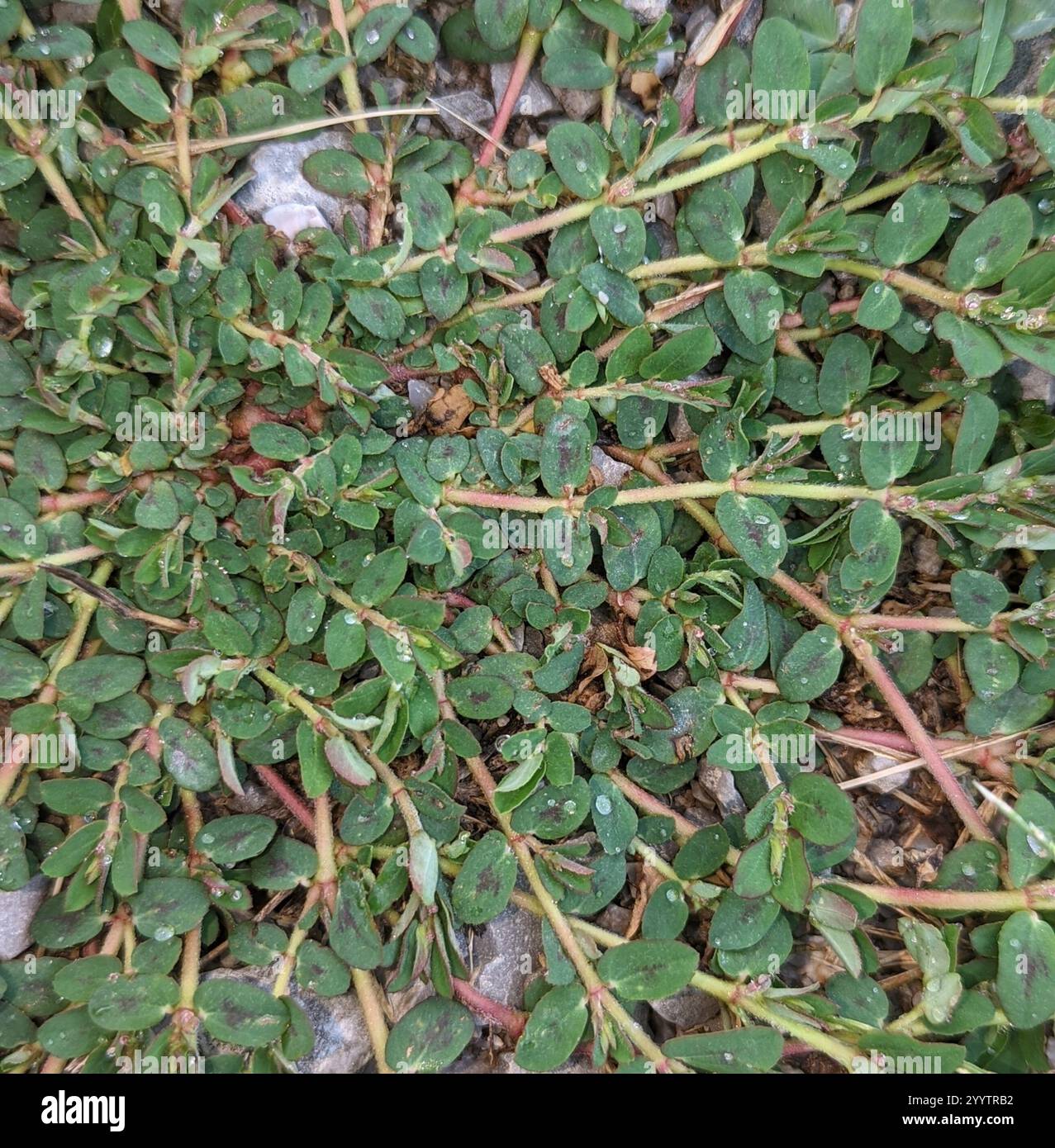 Spreading Broomspurge (Euphorbia humistrata Stock Photo - Alamy