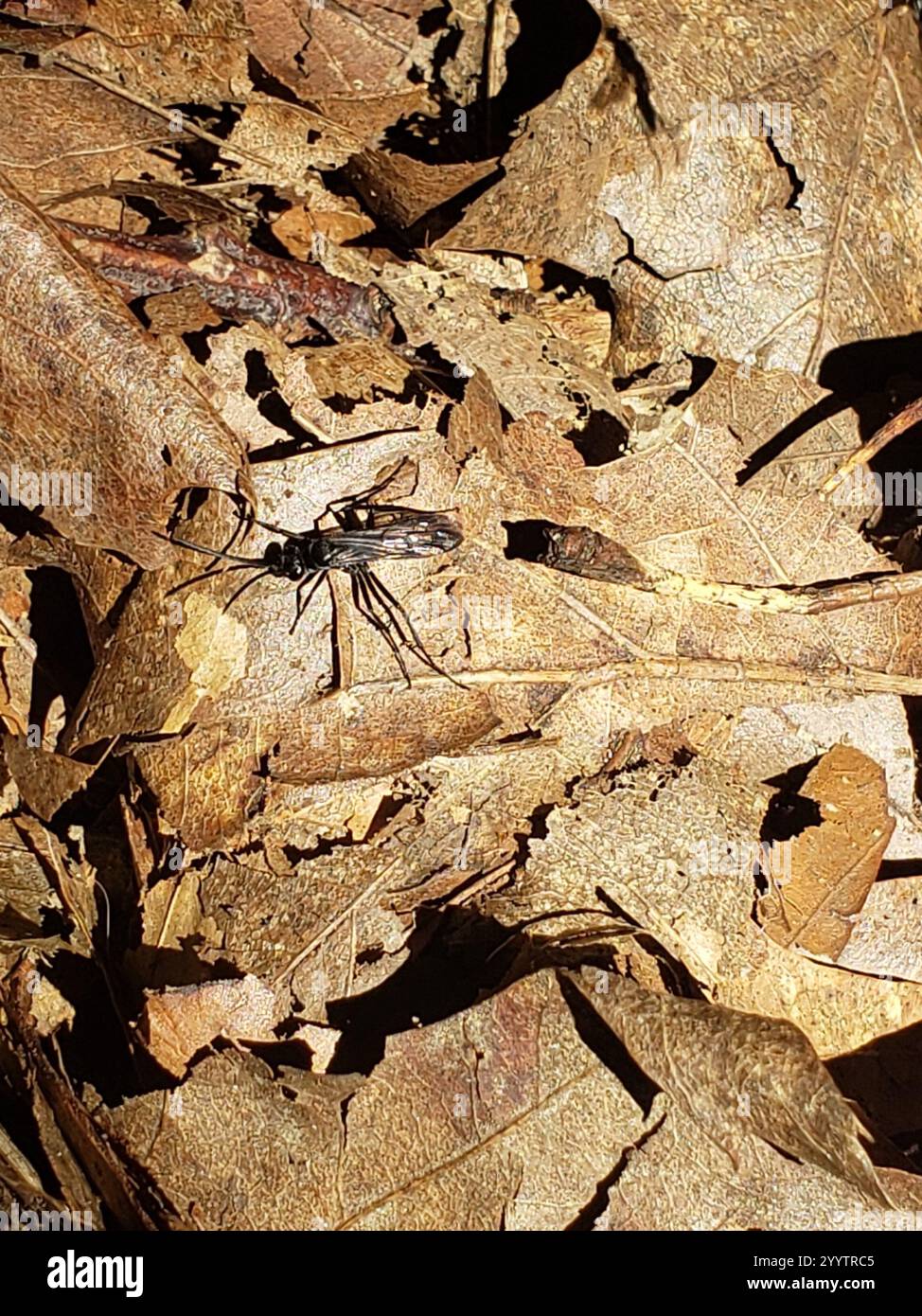 Spider Wasps, Velvet Ants, and Allies (Pompiloidea Stock Photo - Alamy