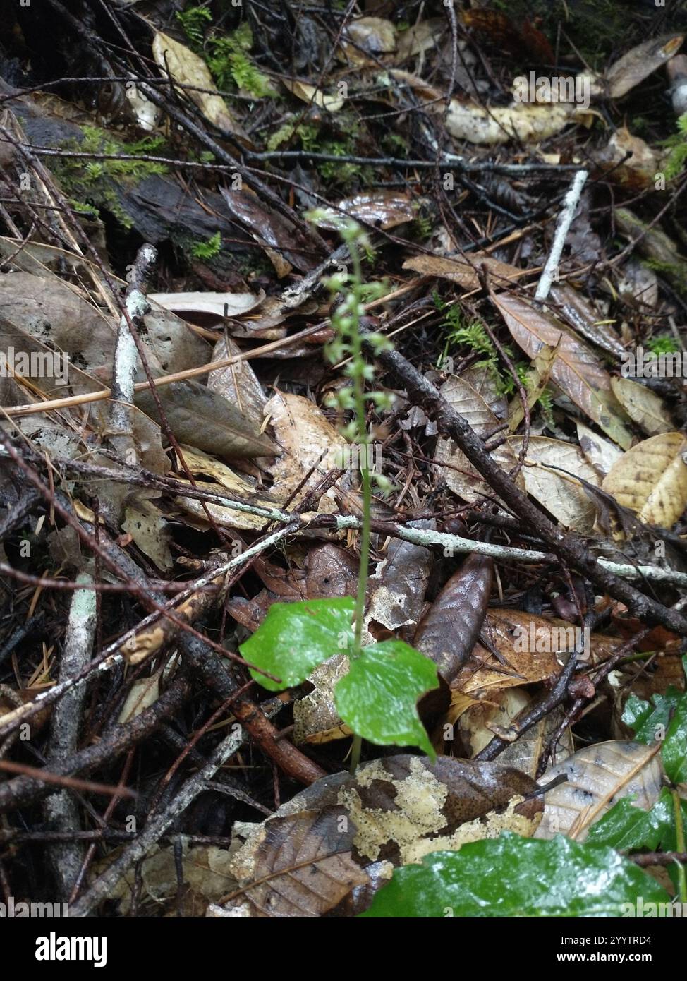 Heartleaf Twayblade (Neottia cordata Stock Photo - Alamy