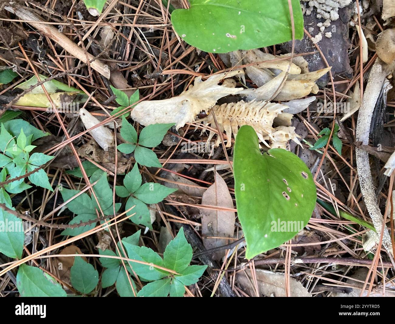 Sailfin Catfishes (Pterygoplichthys Stock Photo - Alamy