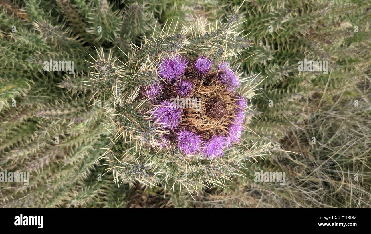 Afroalpine hi-res stock photography and images - Alamy