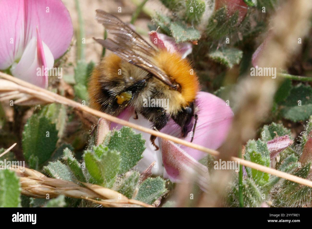 Common Carder Bumble Bee (Bombus pascuorum Stock Photo - Alamy
