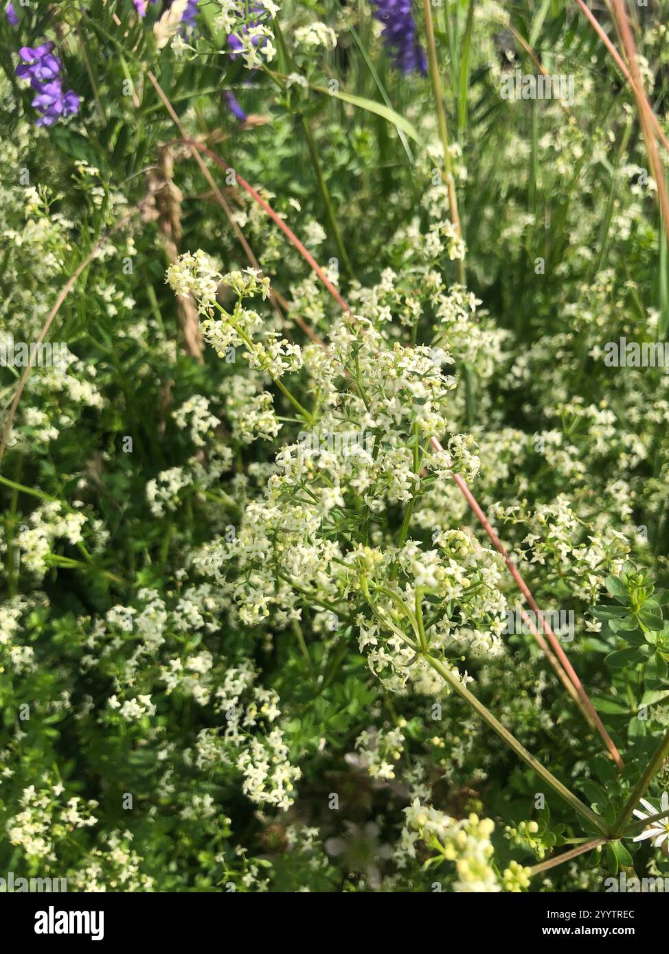 white bedstraw (Galium album Stock Photo - Alamy