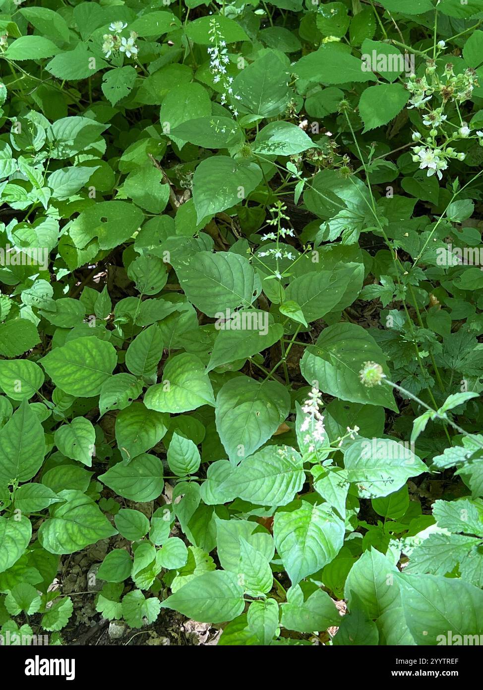 enchanter's-nightshade (Circaea lutetiana Stock Photo - Alamy
