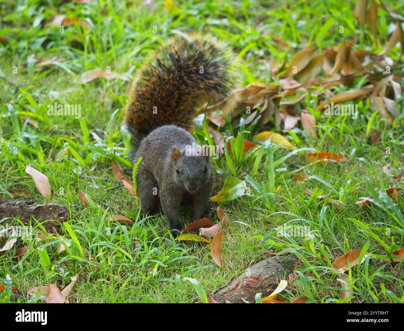 Taiwan Squirrel (Callosciurus erythraeus thaiwanensis Stock Photo - Alamy