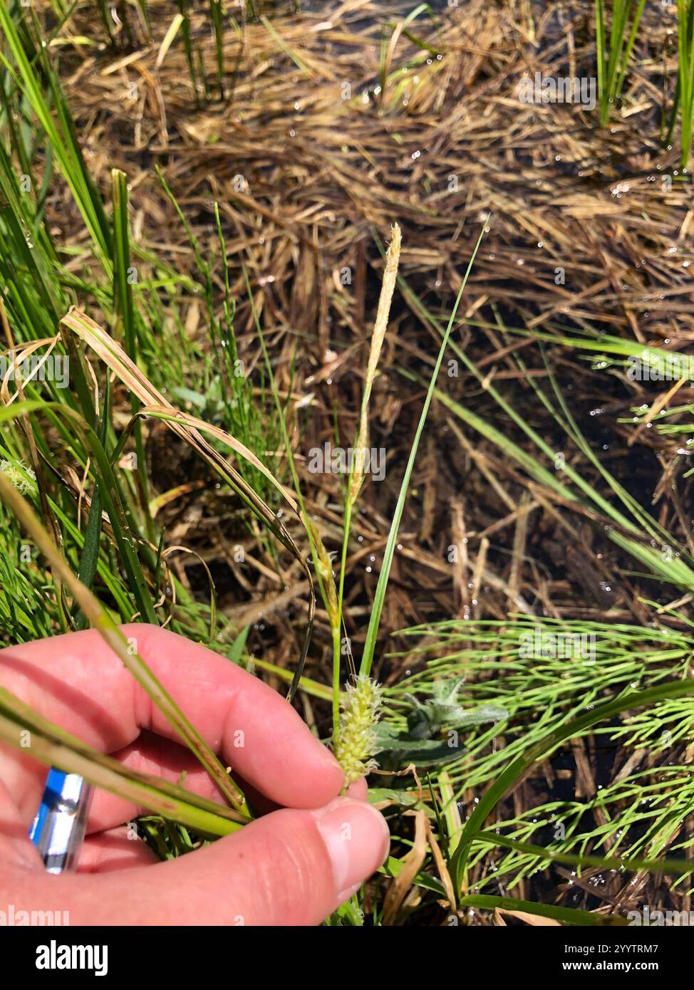 true sedges (Carex Stock Photo - Alamy