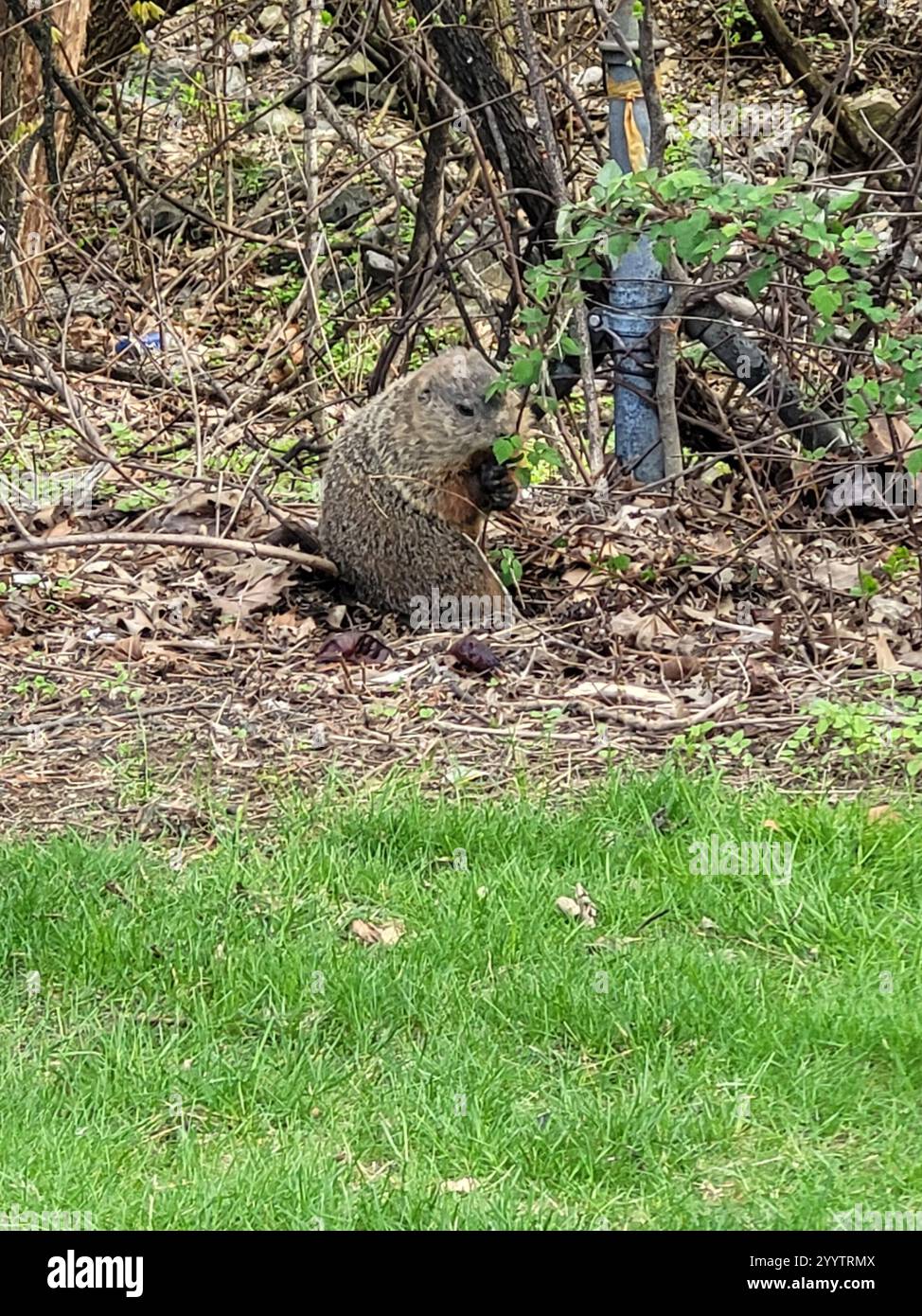 Groundhog (Marmota monax Stock Photo - Alamy