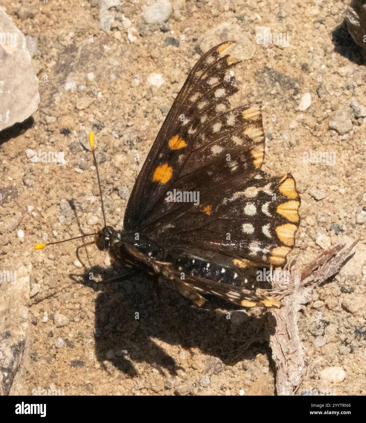 Baltimore Checkerspot (Euphydryas phaeton Stock Photo - Alamy