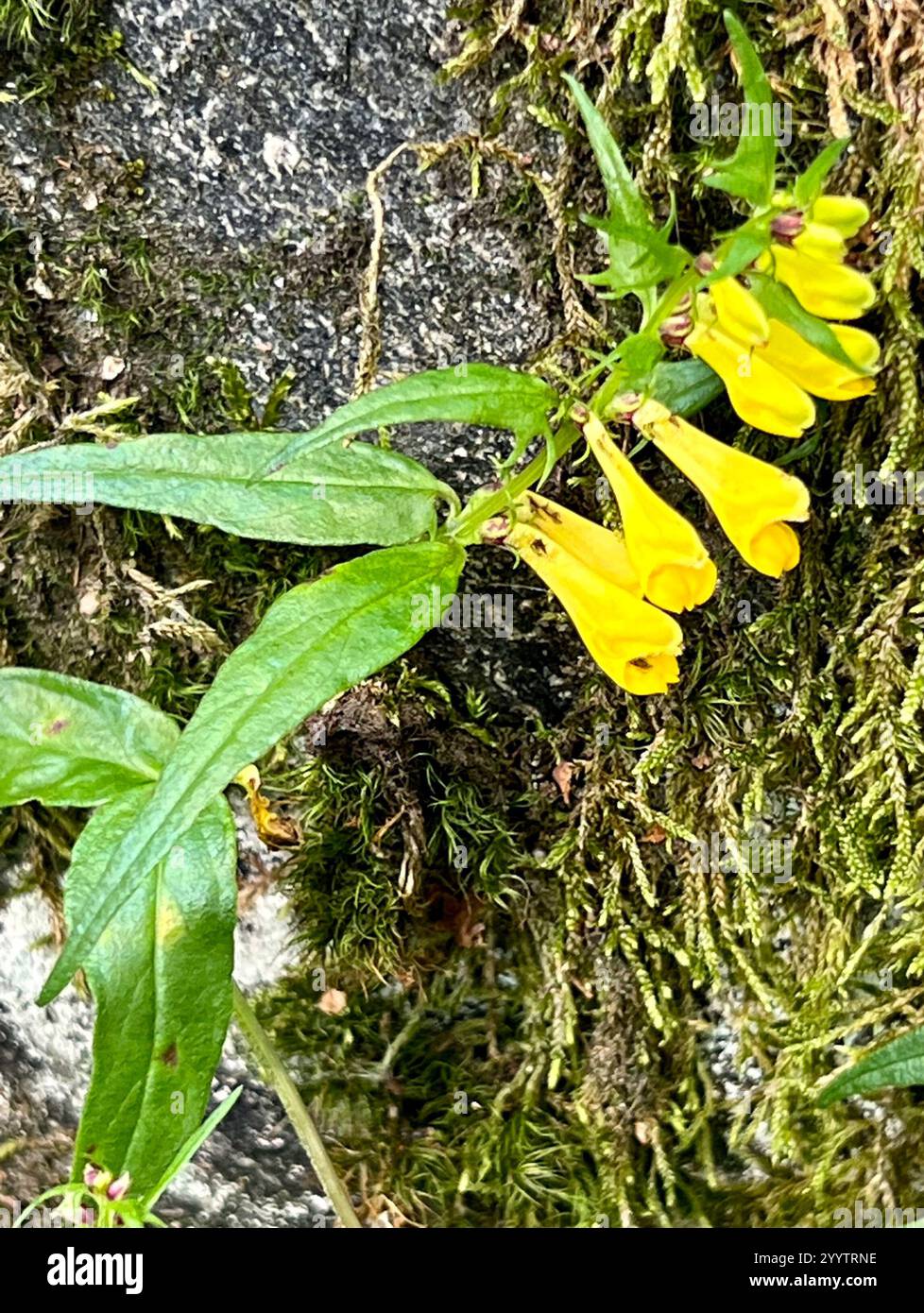 Common Cow-wheat (Melampyrum pratense Stock Photo - Alamy