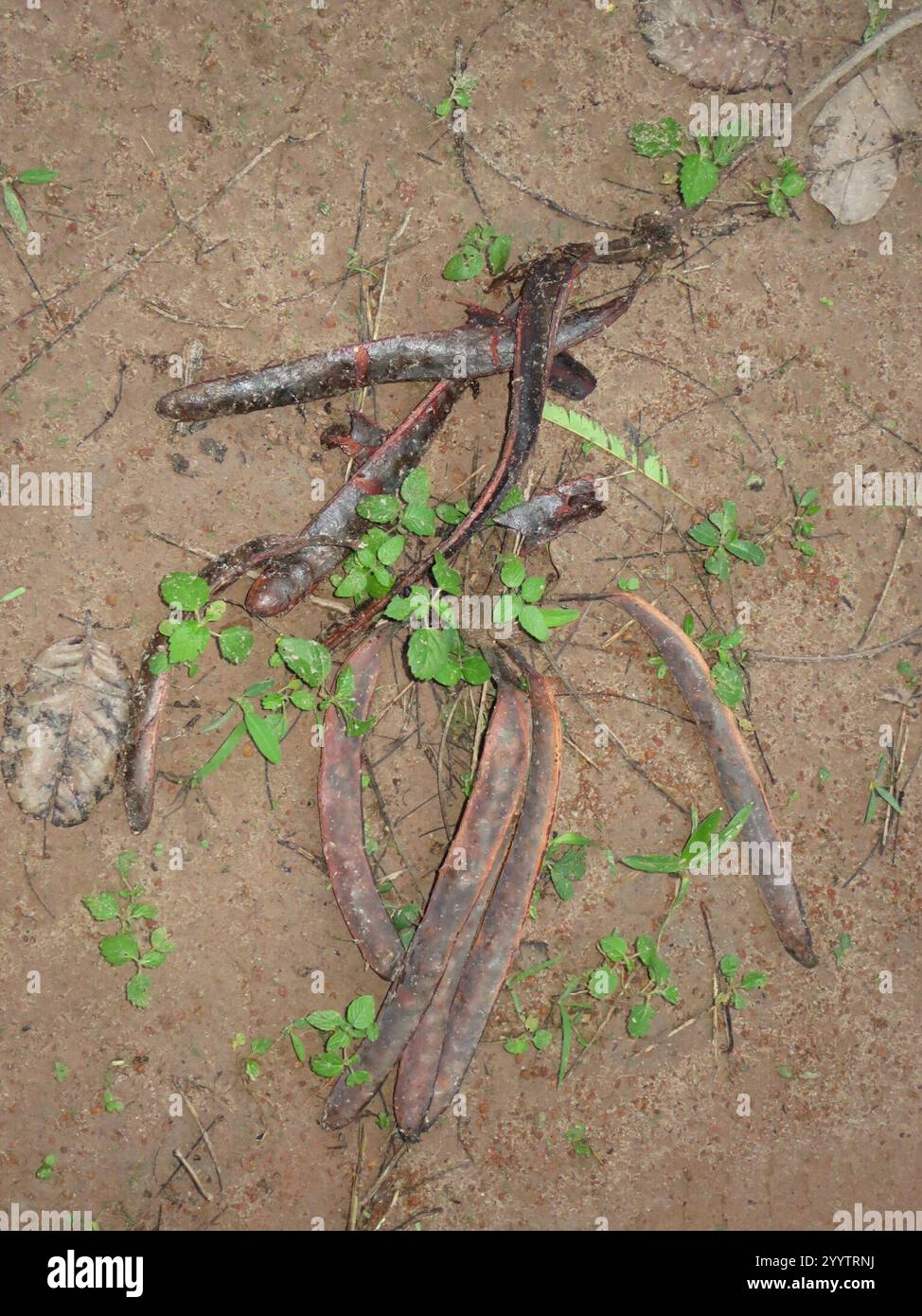 African locust bean (Parkia biglobosa Stock Photo - Alamy