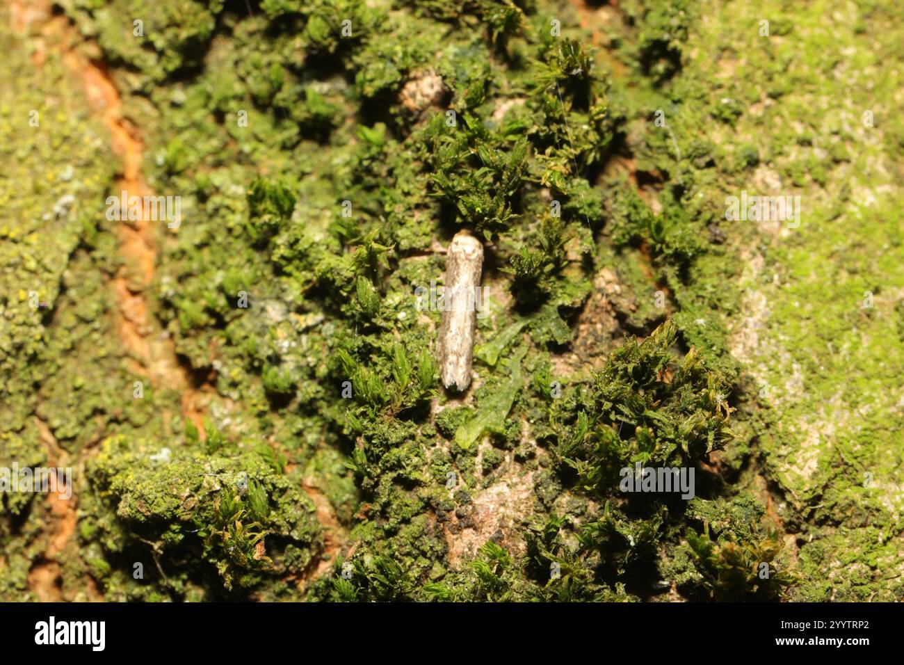 Dingy Dowd (Blastobasis adustella Stock Photo - Alamy