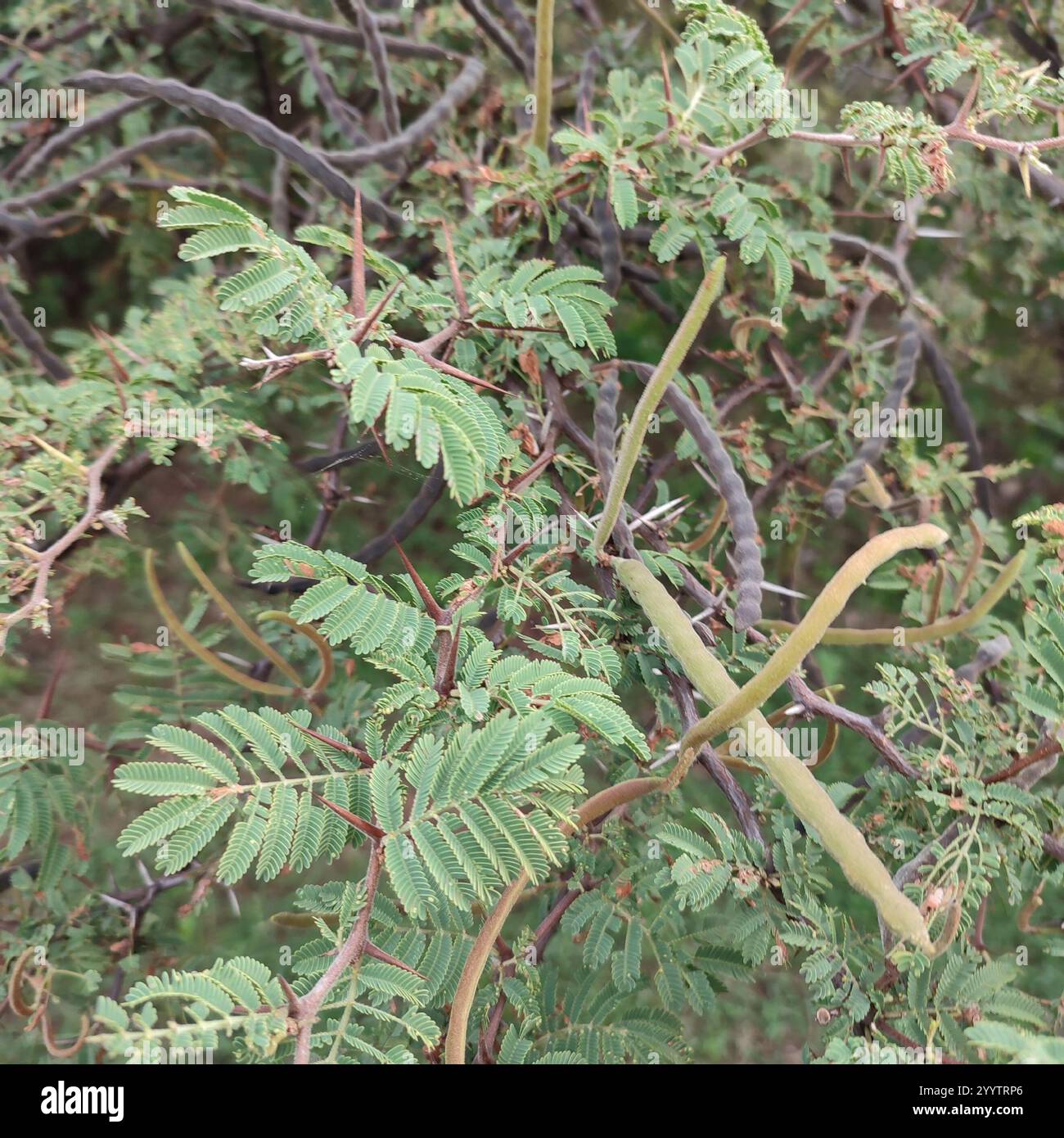 Vachellia tortuosa hi-res stock photography and images - Alamy