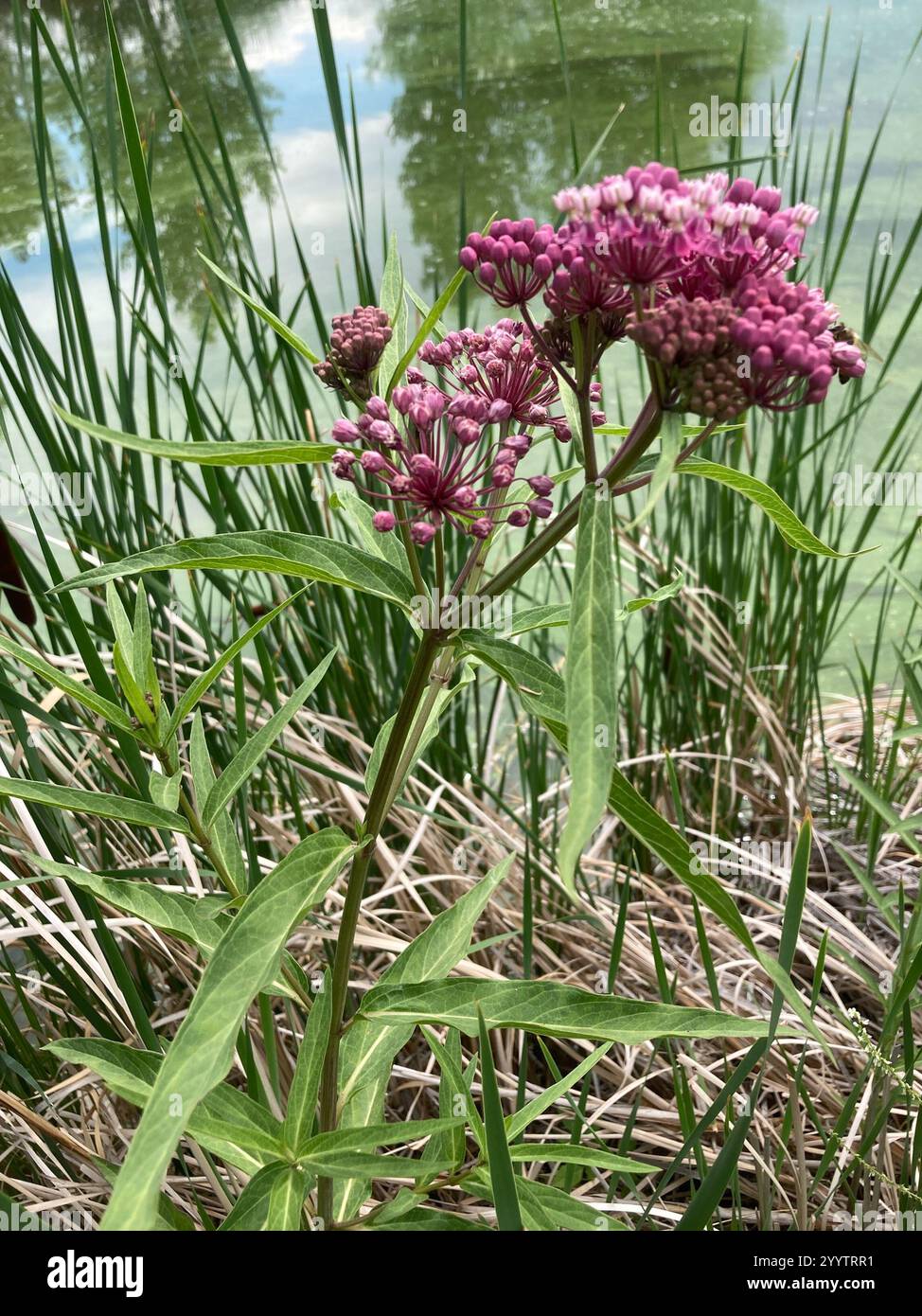 swamp milkweed (Asclepias incarnata Stock Photo - Alamy