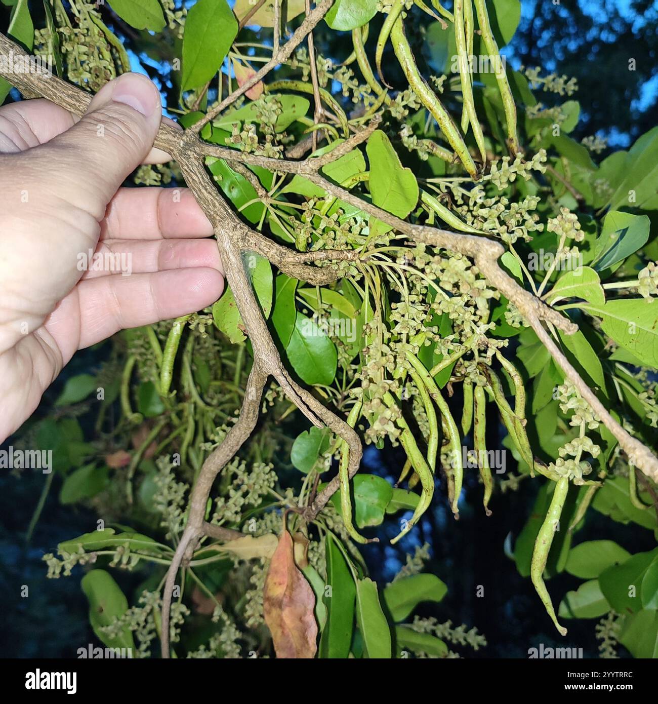 Bushwillow hi-res stock photography and images - Alamy