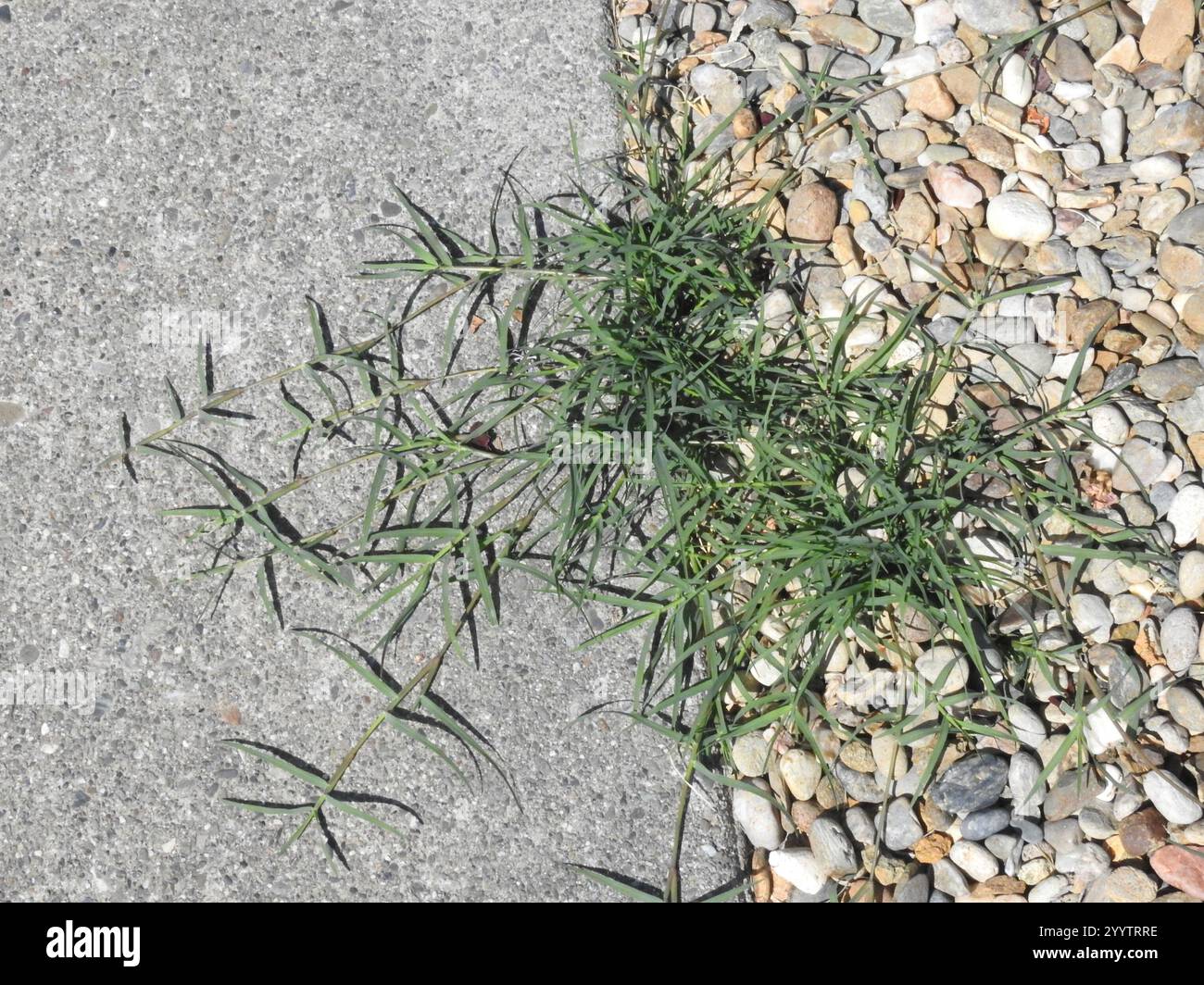 Bermuda grass (Cynodon dactylon Stock Photo - Alamy