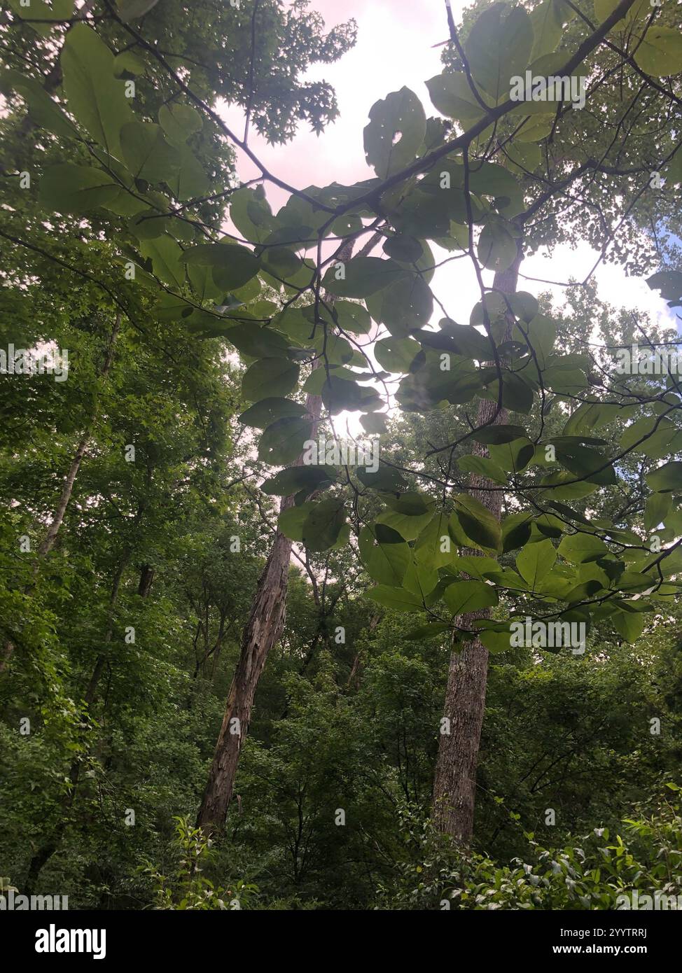 Cucumber-tree (Magnolia acuminata Stock Photo - Alamy