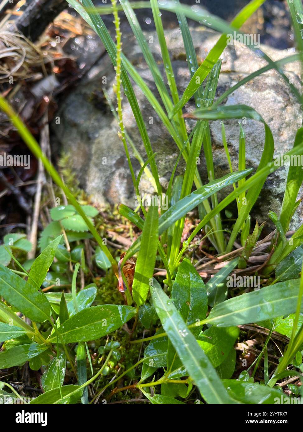 alpine bistort (Bistorta vivipara Stock Photo - Alamy