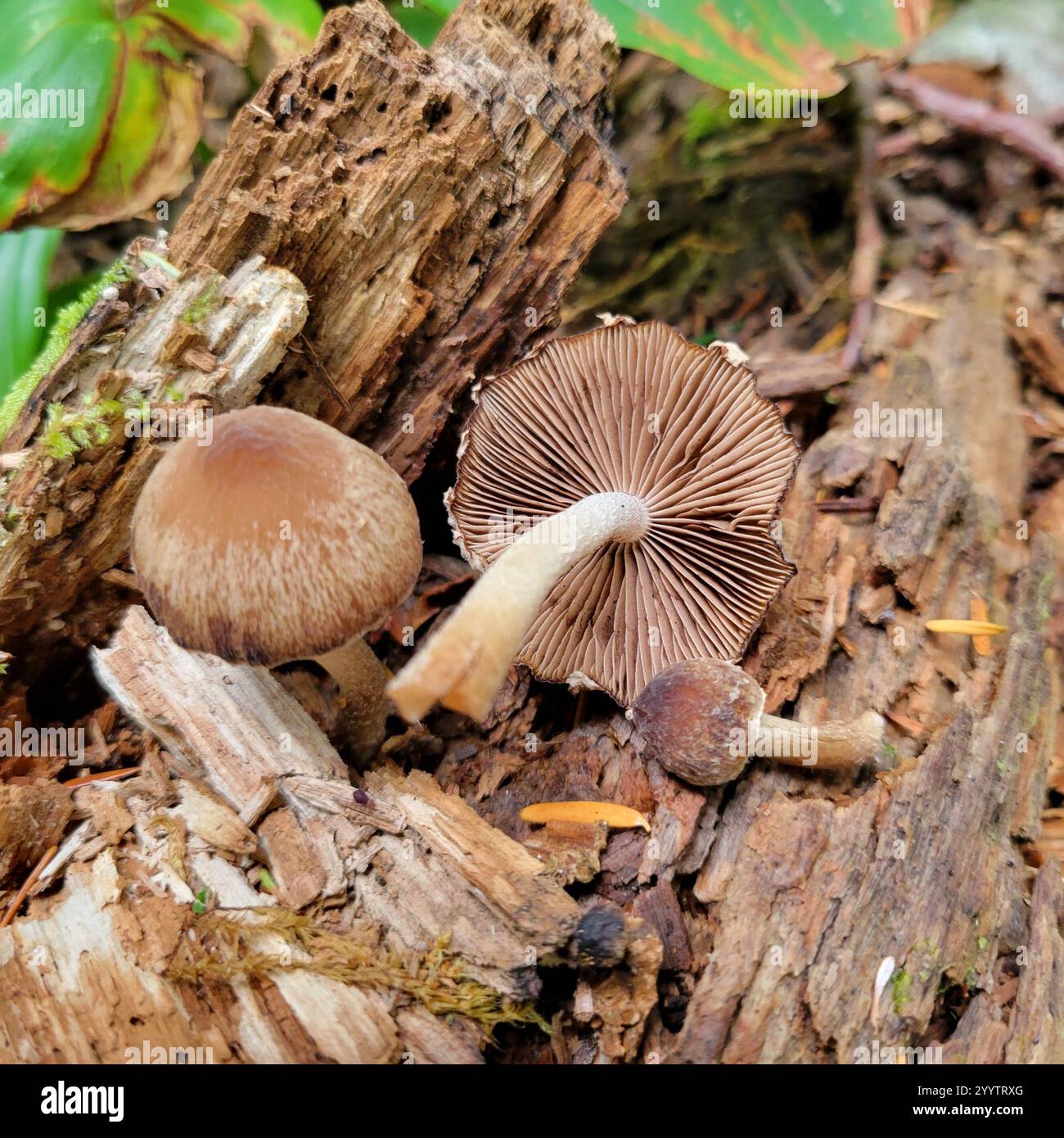 Brittlestems and Allies (Psathyrellaceae Stock Photo - Alamy