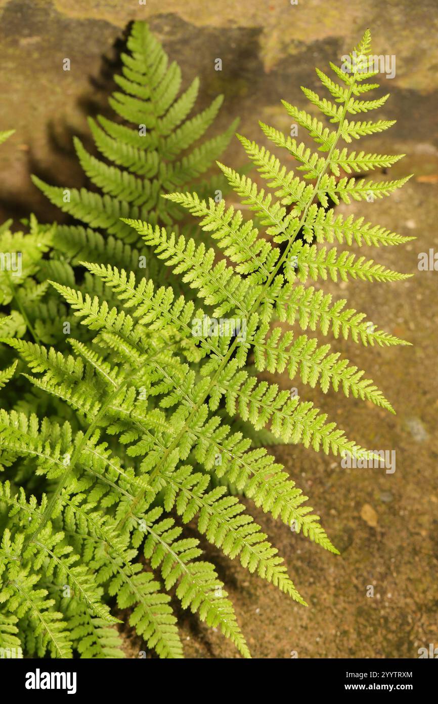 broad buckler-fern (Dryopteris dilatata Stock Photo - Alamy