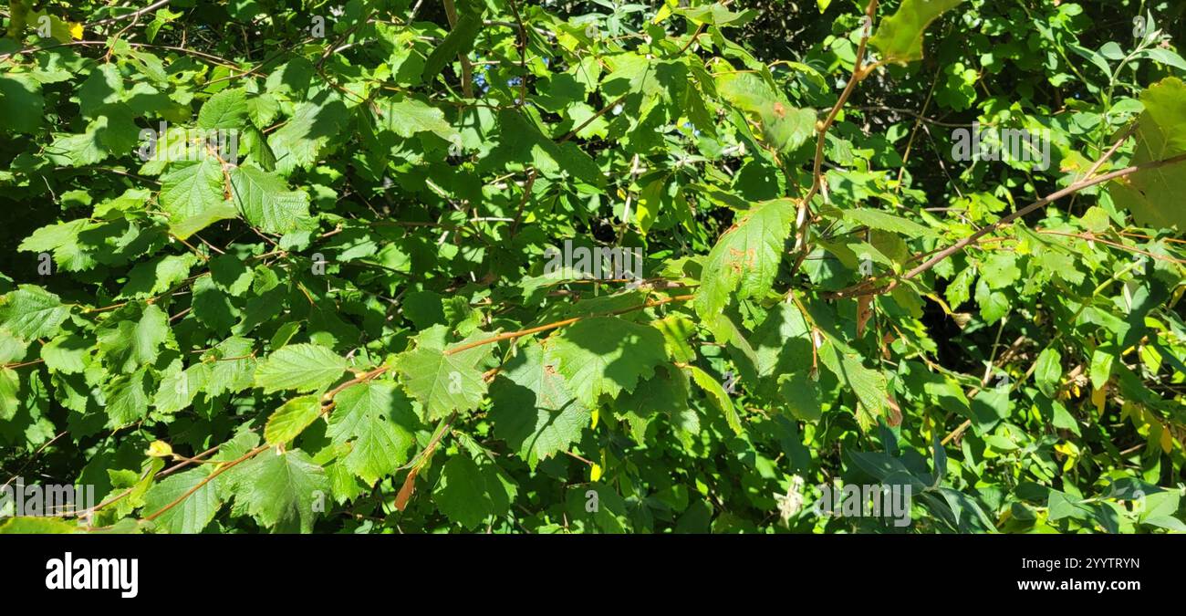 Beaked hazelnut hi-res stock photography and images - Alamy