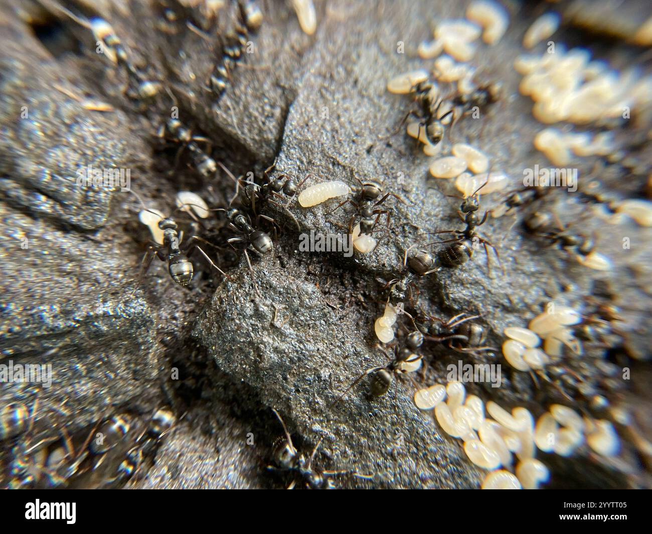 fusca-group Field Ants and Allies (Formica fusca Stock Photo - Alamy