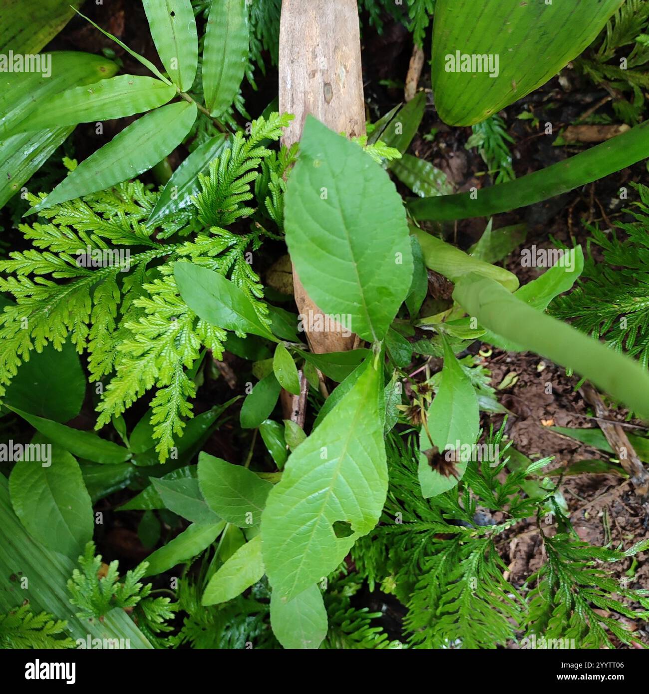 vascular plants (Tracheophyta Stock Photo - Alamy