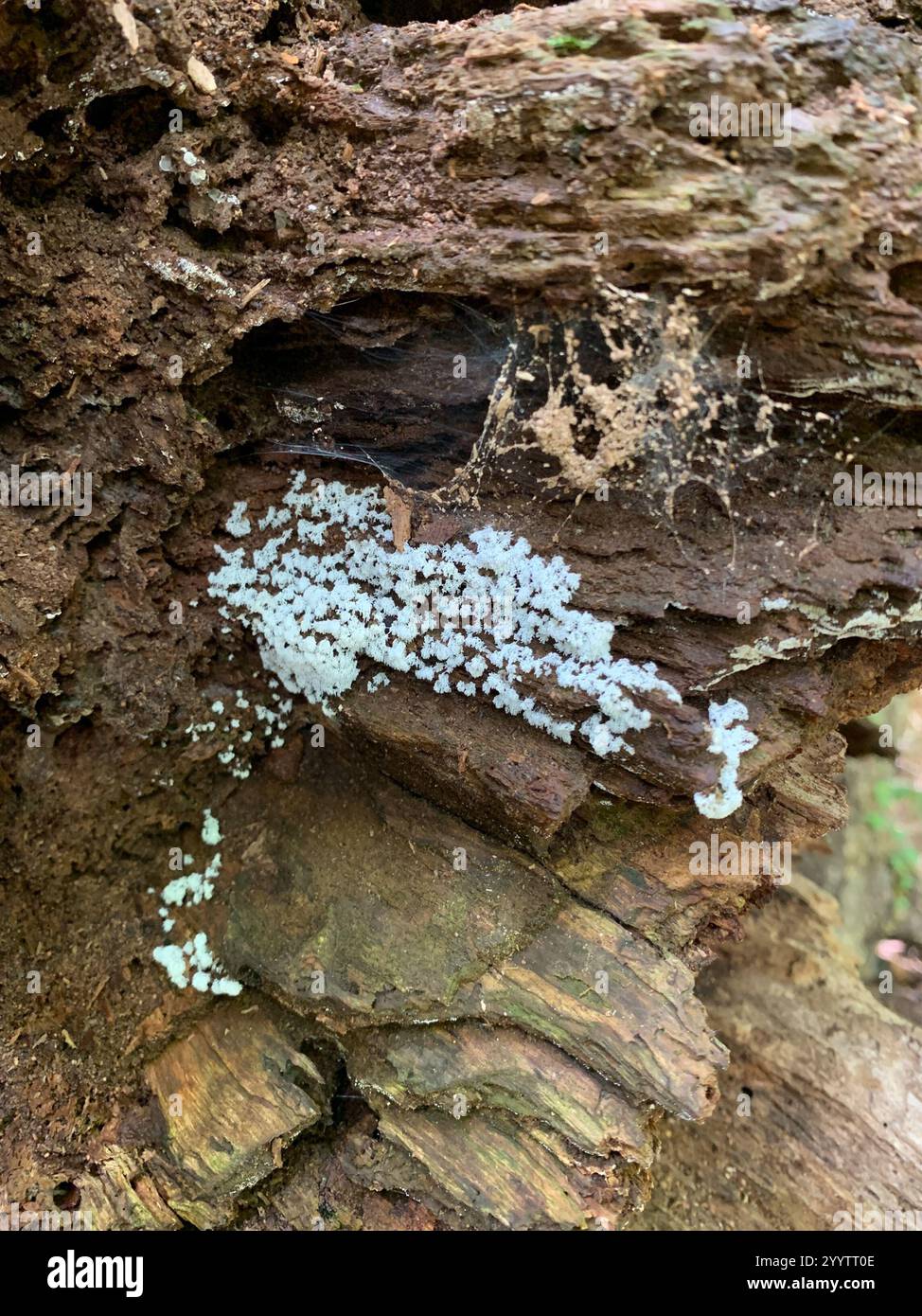 Common Coral Slime (Ceratiomyxa fruticulosa Stock Photo - Alamy