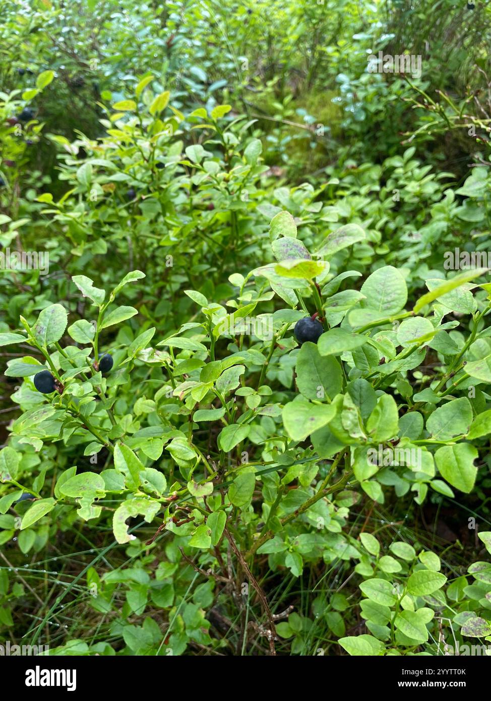 common bilberry (Vaccinium myrtillus Stock Photo - Alamy