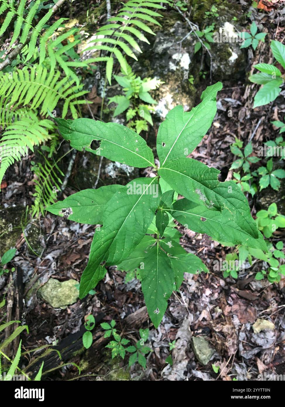 Pursh's ruellia (Ruellia purshiana Stock Photo - Alamy